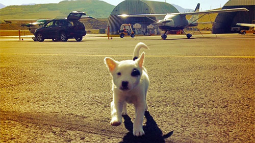 Telluride Animal Foundation